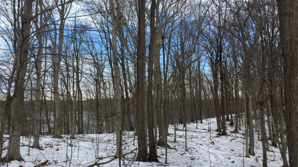 First Day Hike @ Cromwell Valley Park - Gunpowder Valley Conservancy